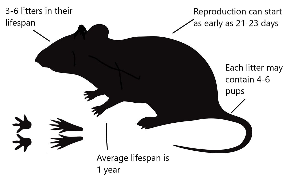 Rodents | Pest Control Services in OR & WA | Eradipest