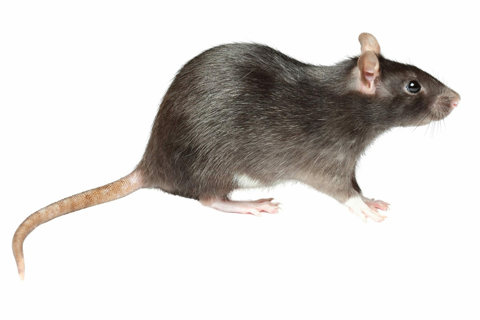 Rodents | Pest Control Services in OR & WA | Eradipest
