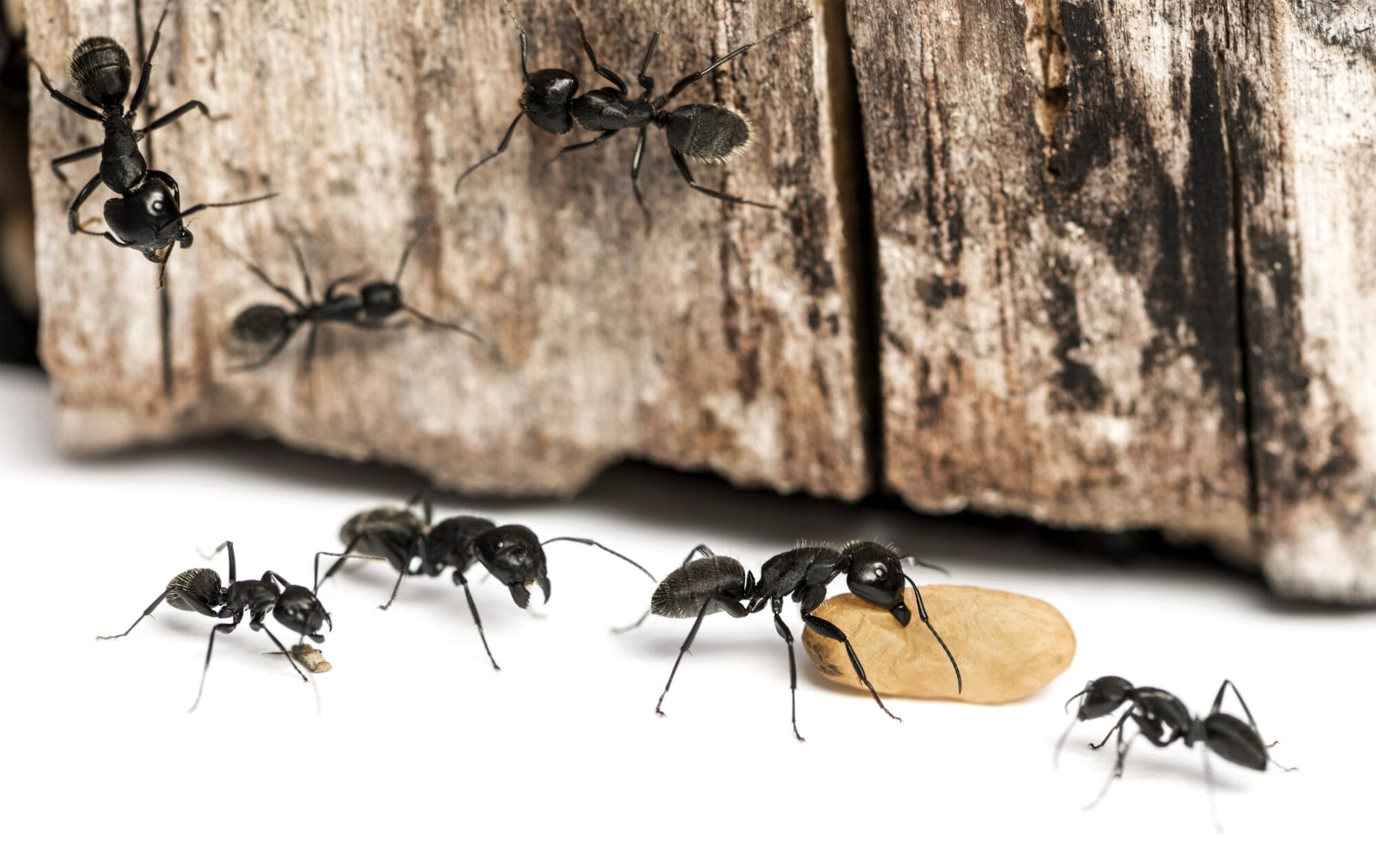 Carpenter Ants : What Homeowners Need to Know